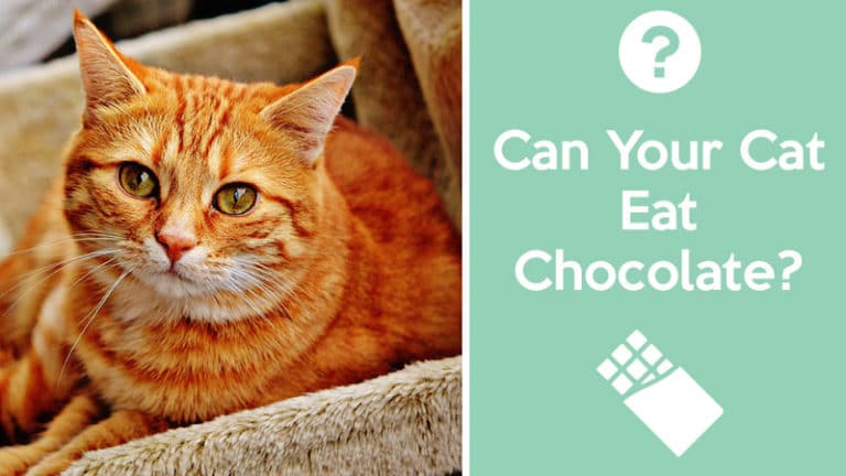Can Cats Eat Chocolate?