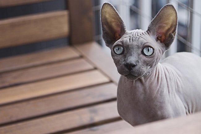 11 Interesting Facts about Sphynx Cats