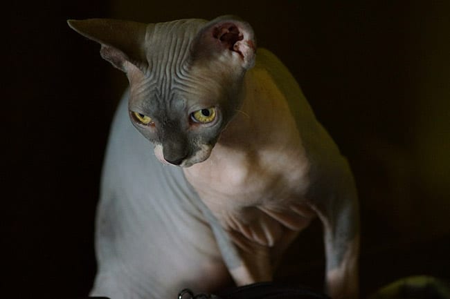 11 Interesting Facts about Sphynx Cats
