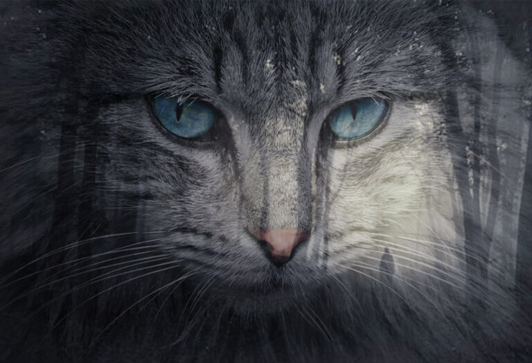 Cats and Spirits - How Cats Protect You Against Evil Spirits | Catastic