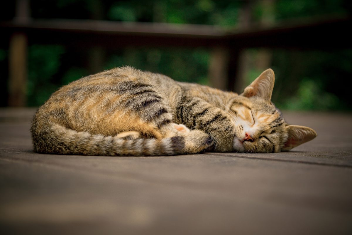 Here are 8 Interesting Facts About Asian Cats