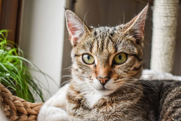 11 Fun Facts About Tabby Cats That You Will Love | Catastic