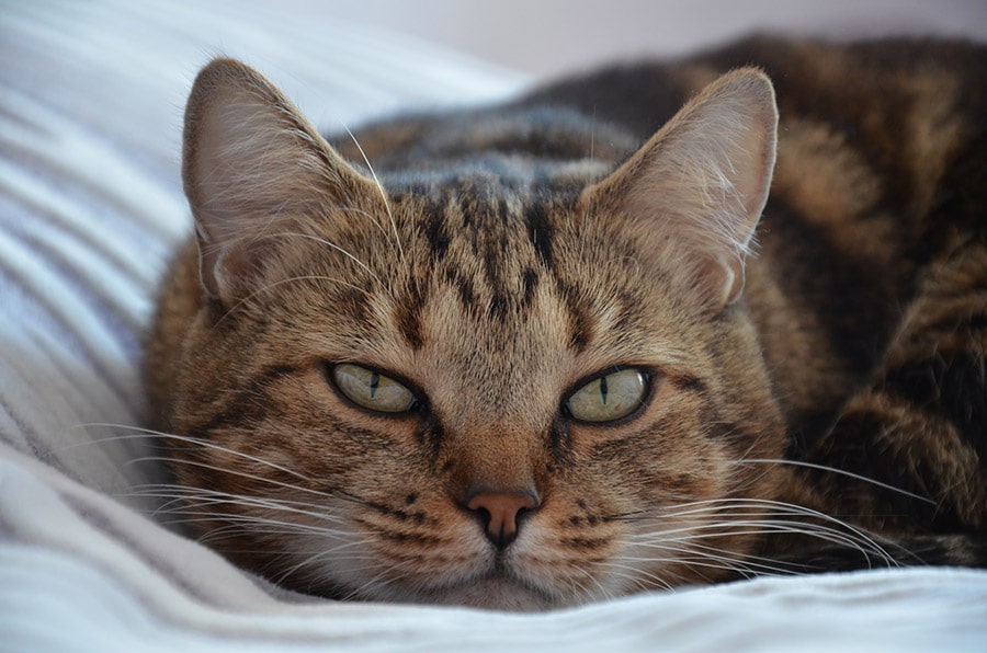 12 Unheard Cat Facts You Should Know | Catastic
