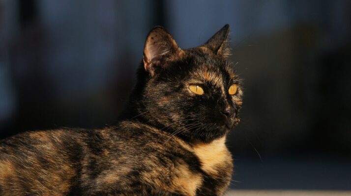 9 Interesting Facts About Tortoiseshell Cats | Catastic