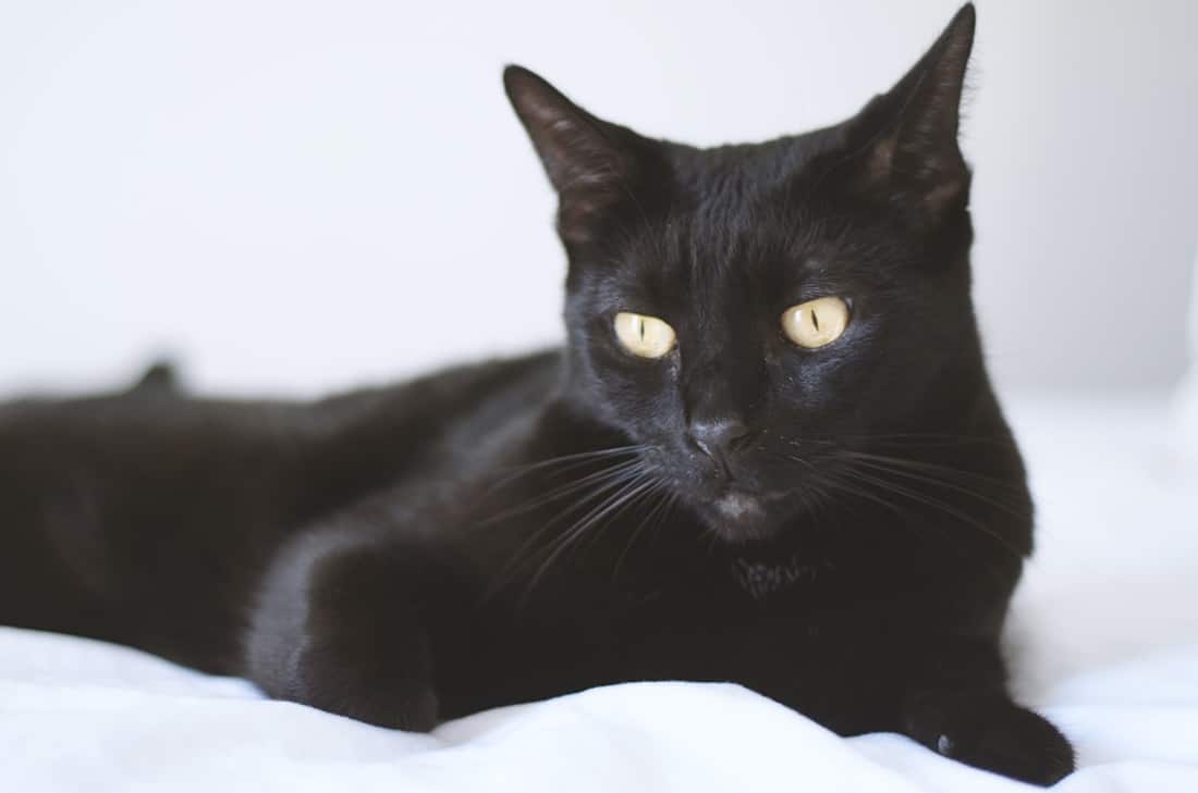 Bombay Cats - Everything You Need to Know | Catastic