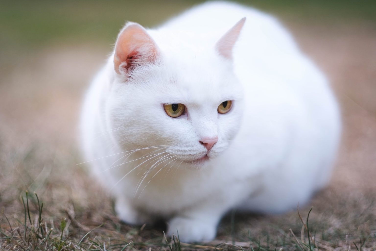 9 Interesting Facts About White Cats | Catastic