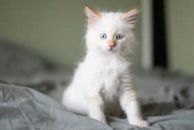 9 Interesting Facts About White Cats | Catastic