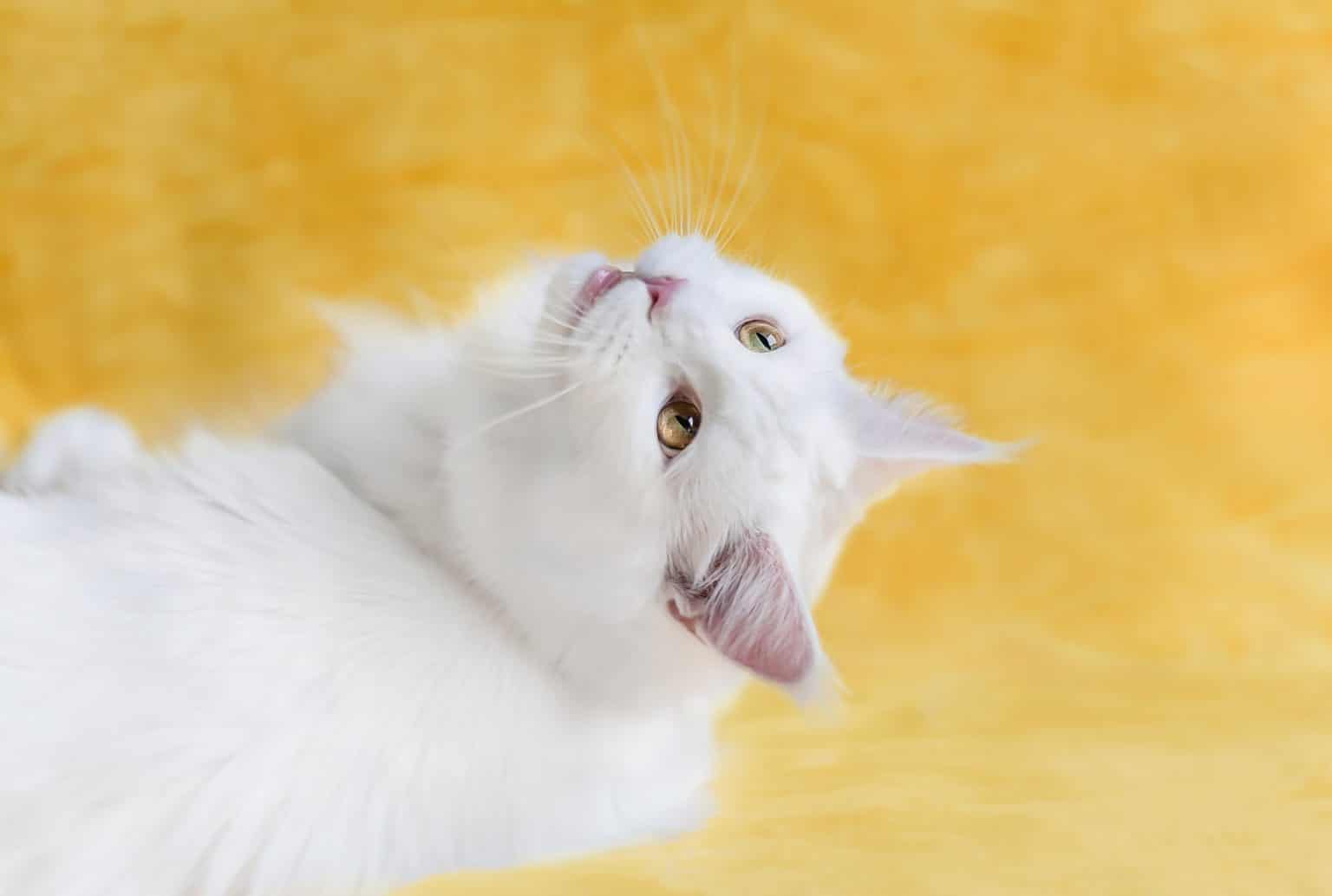 9 Interesting Facts About White Cats | Catastic