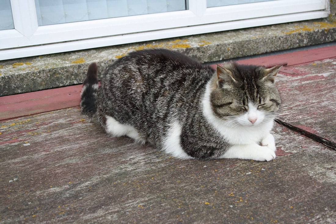 What Sleeping Positions Say About Your Cat | Catastic