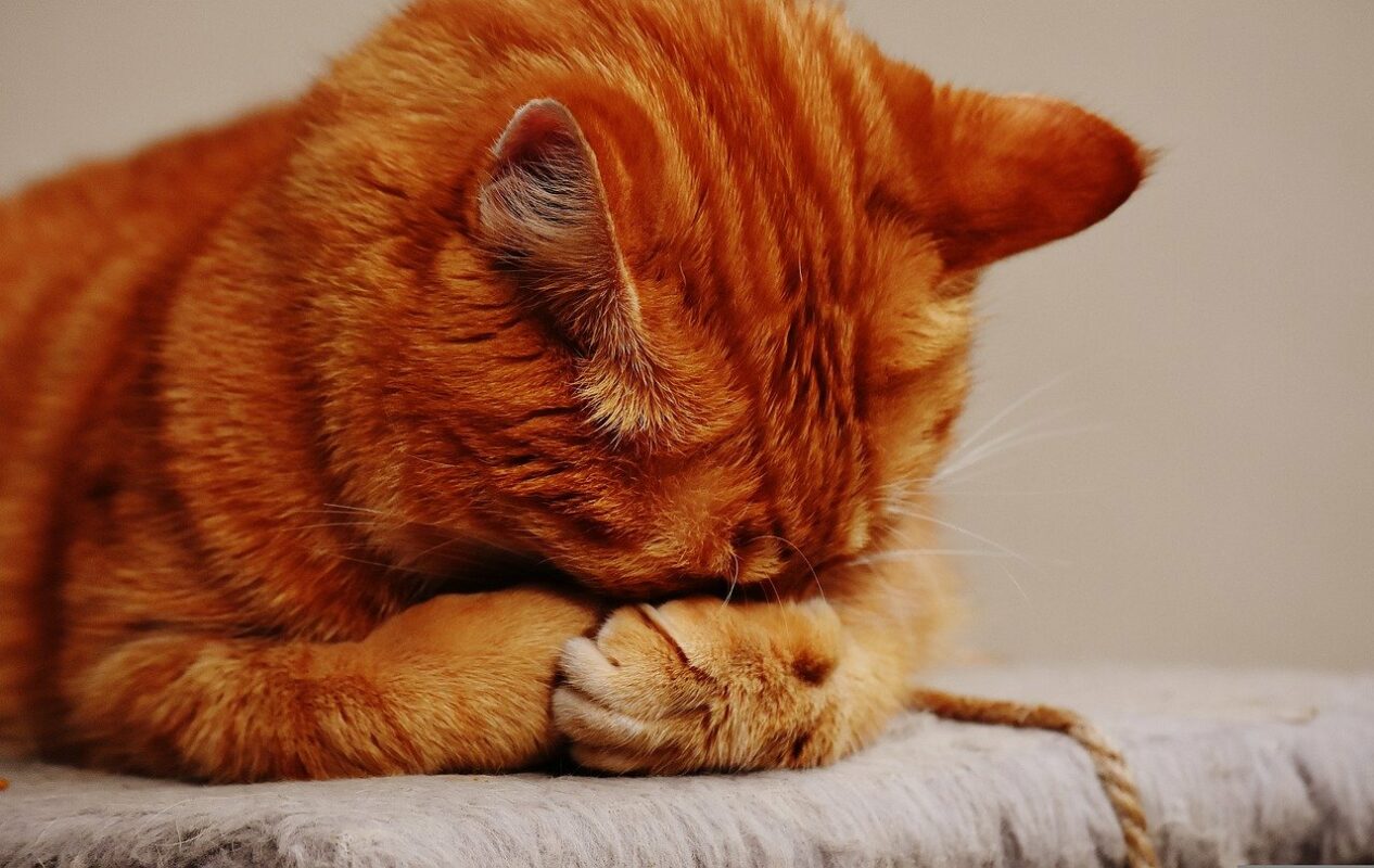Do Cats Feel Embarrassed? | Catastic