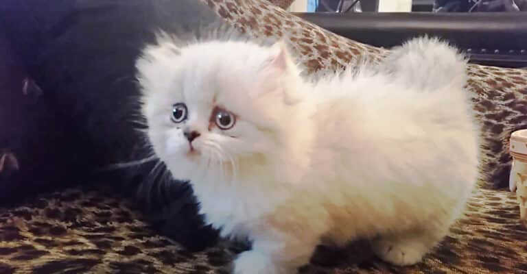 Dwarf Cats - Popular Breeds Of Cats With Short Legs | Catastic