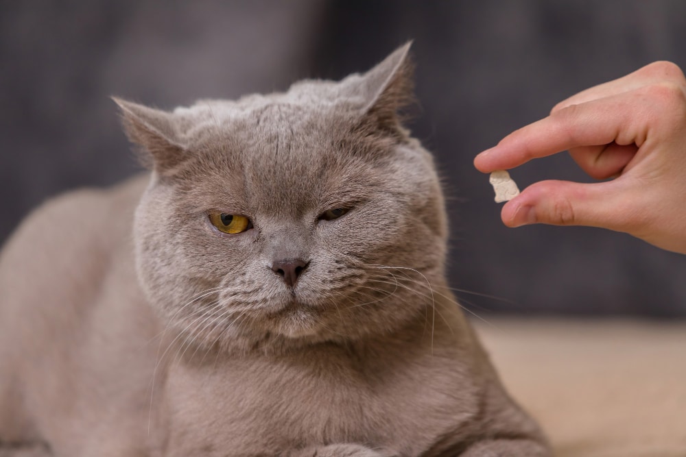 How Long Does a Cat Hold a Grudge? | Catastic