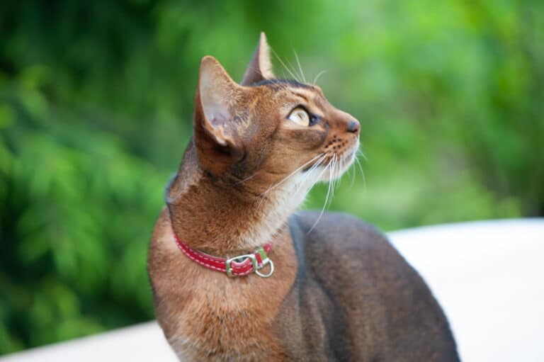 11 Interesting Facts About Abyssinian Cats | Catastic