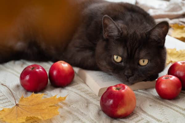 Can Cats Eat Apples? | Catastic