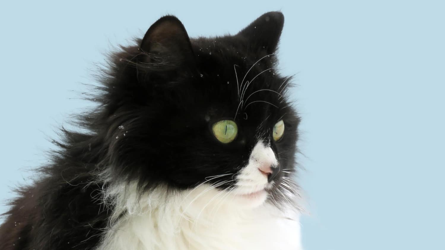 Can Cats See Color? Learn All About Cat Vision | Catastic