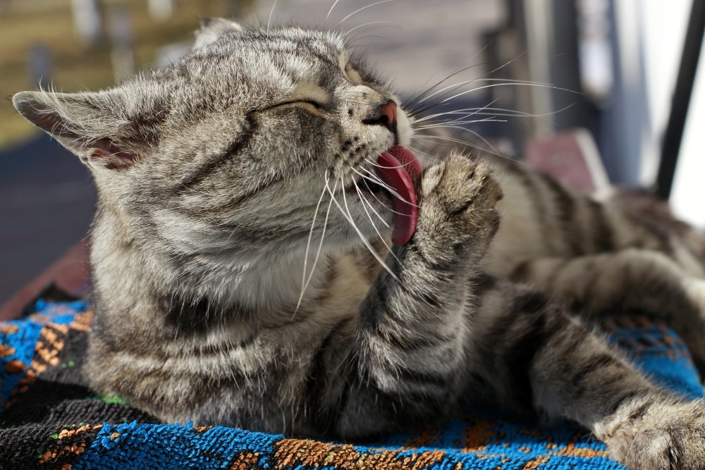 6 Signs Your Cat is Bored and How You Can Fix That | Catastic
