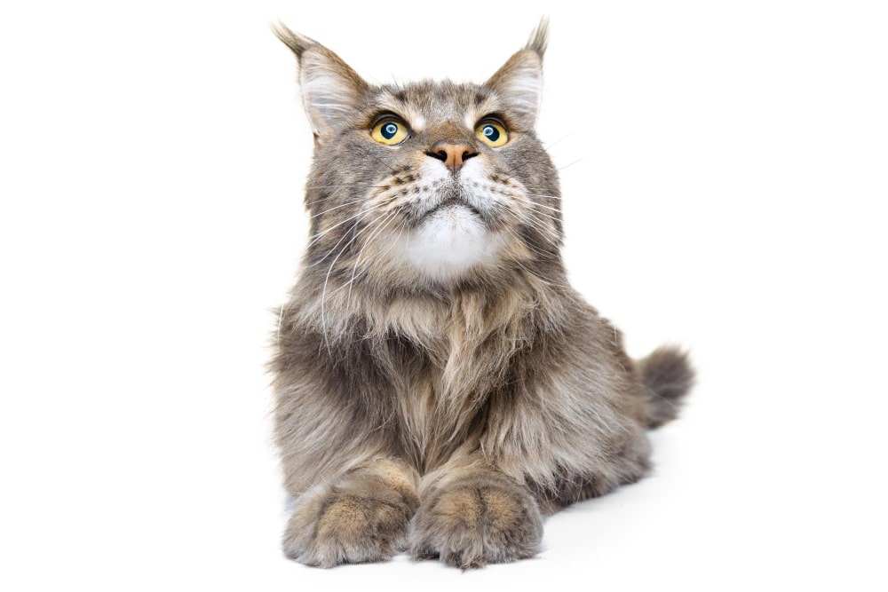 9 Easy Ways to Improve Your Cat's Life | Catastic