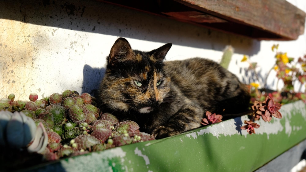 Is Tortitude Real? Tortoiseshell Cat Personality | Catastic