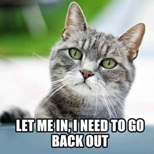 The Most Epic Cat Memes Ever Captured on the Internet