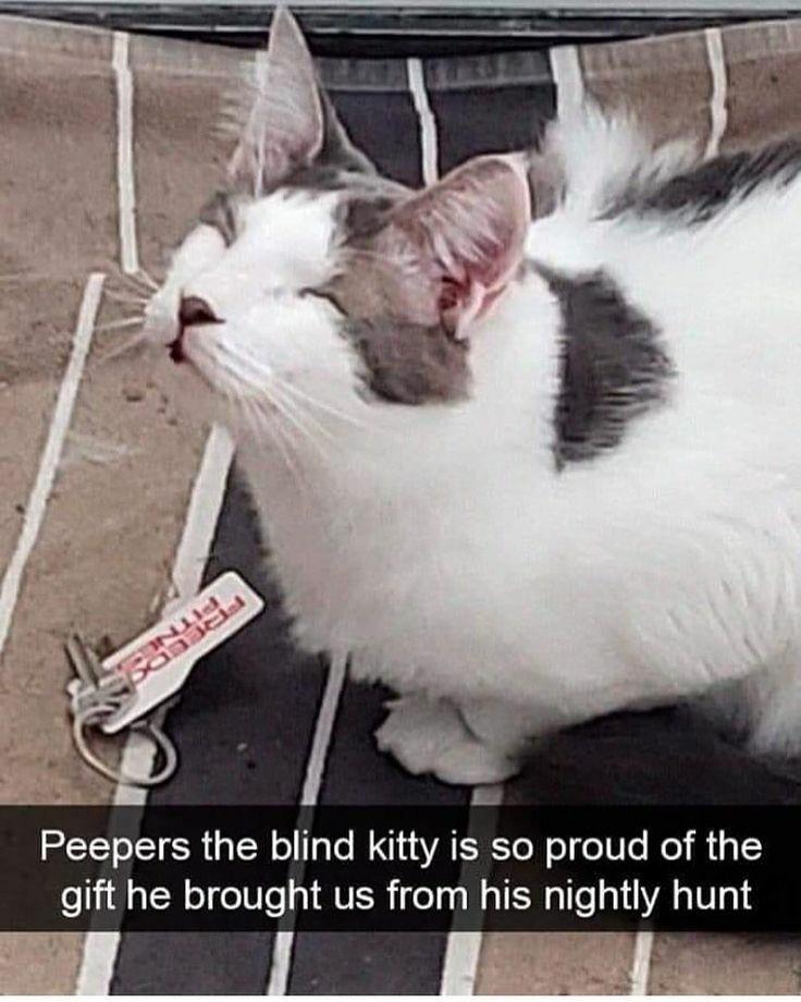 The Most Epic Cat Memes Ever Captured on the Internet