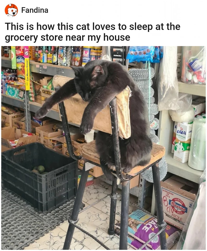 The Most Epic Cat Memes Ever Captured on the Internet