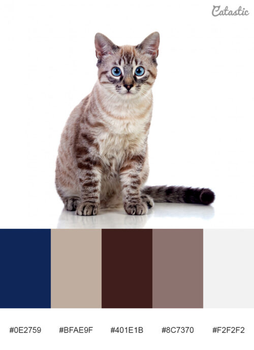 21 Cat-Inspired Color Palettes That You'll Love | Catastic