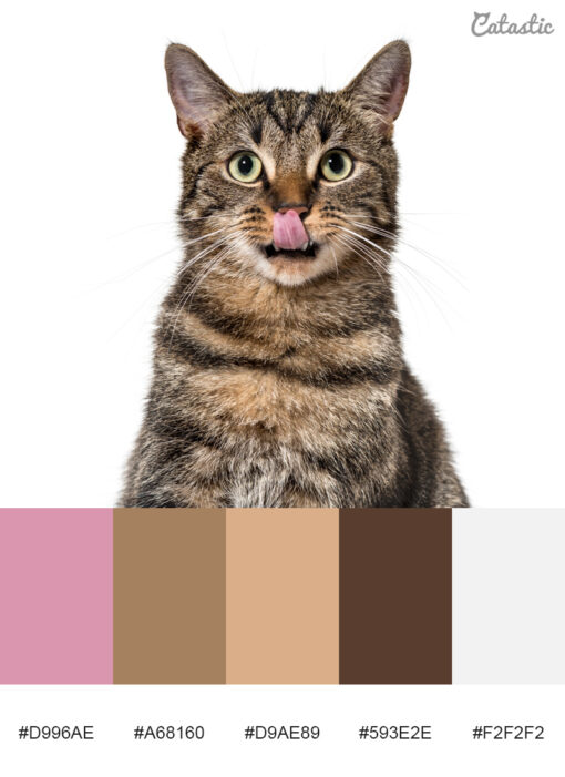 21 Cat-Inspired Color Palettes That You'll Love | Catastic
