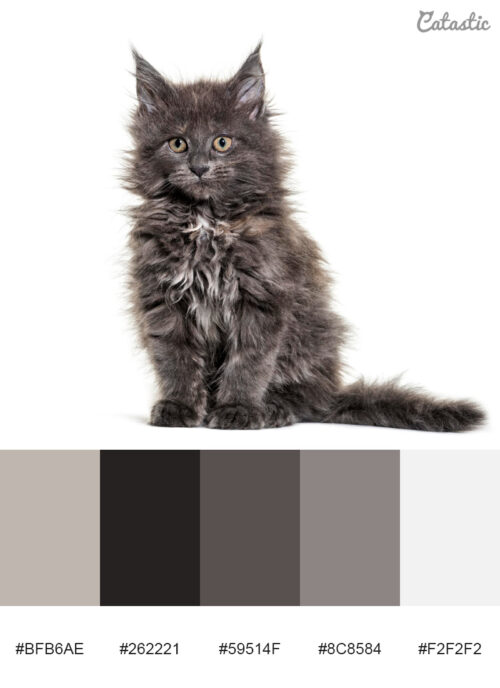 21 Cat-Inspired Color Palettes That You'll Love | Catastic