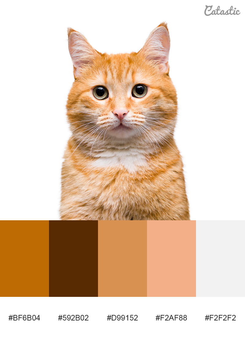 21 Cat-Inspired Color Palettes That You'll Love | Catastic