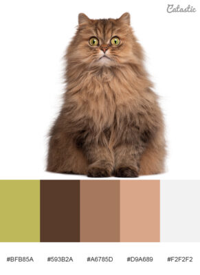 21 Cat-Inspired Color Palettes That You'll Love | Catastic