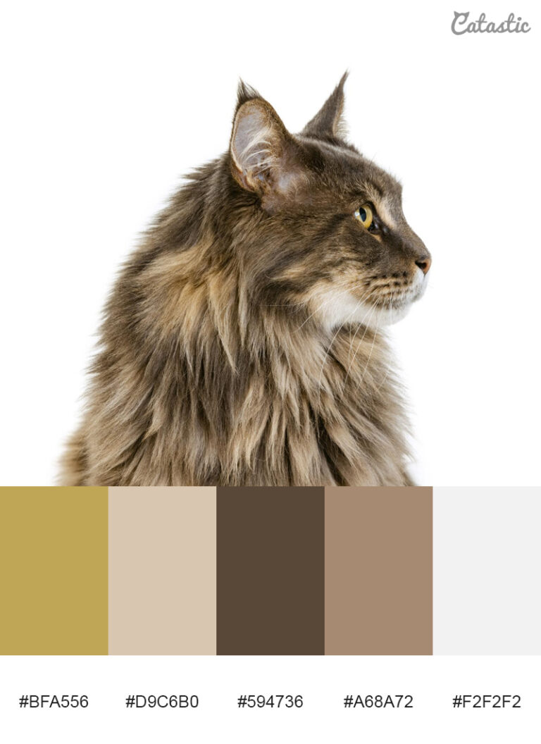 21 Cat-Inspired Color Palettes That You'll Love | Catastic