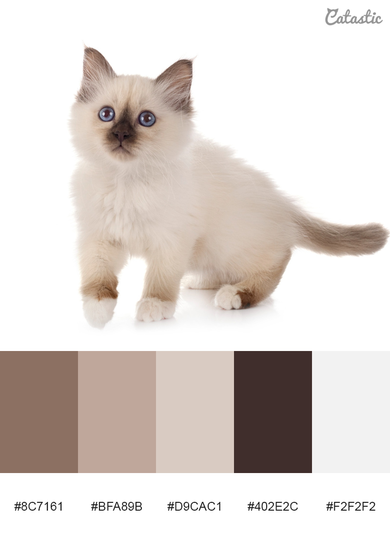 21 Cat-Inspired Color Palettes That You'll Love | Catastic