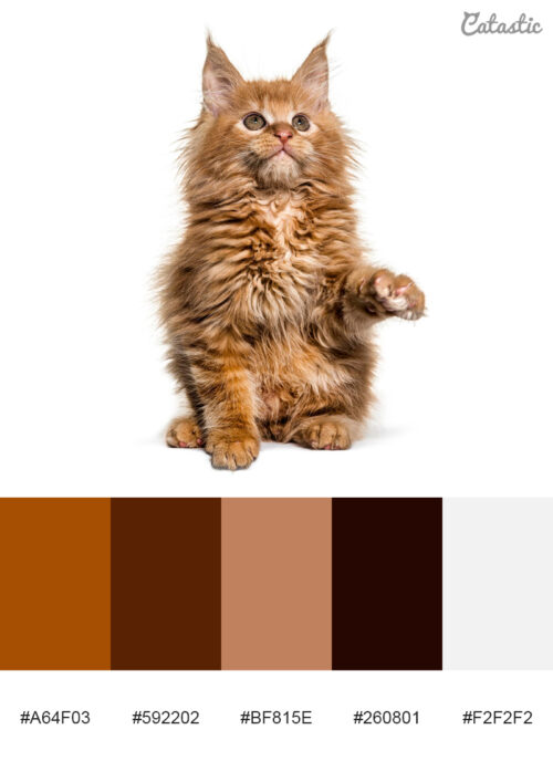 21 Cat-Inspired Color Palettes That You'll Love | Catastic