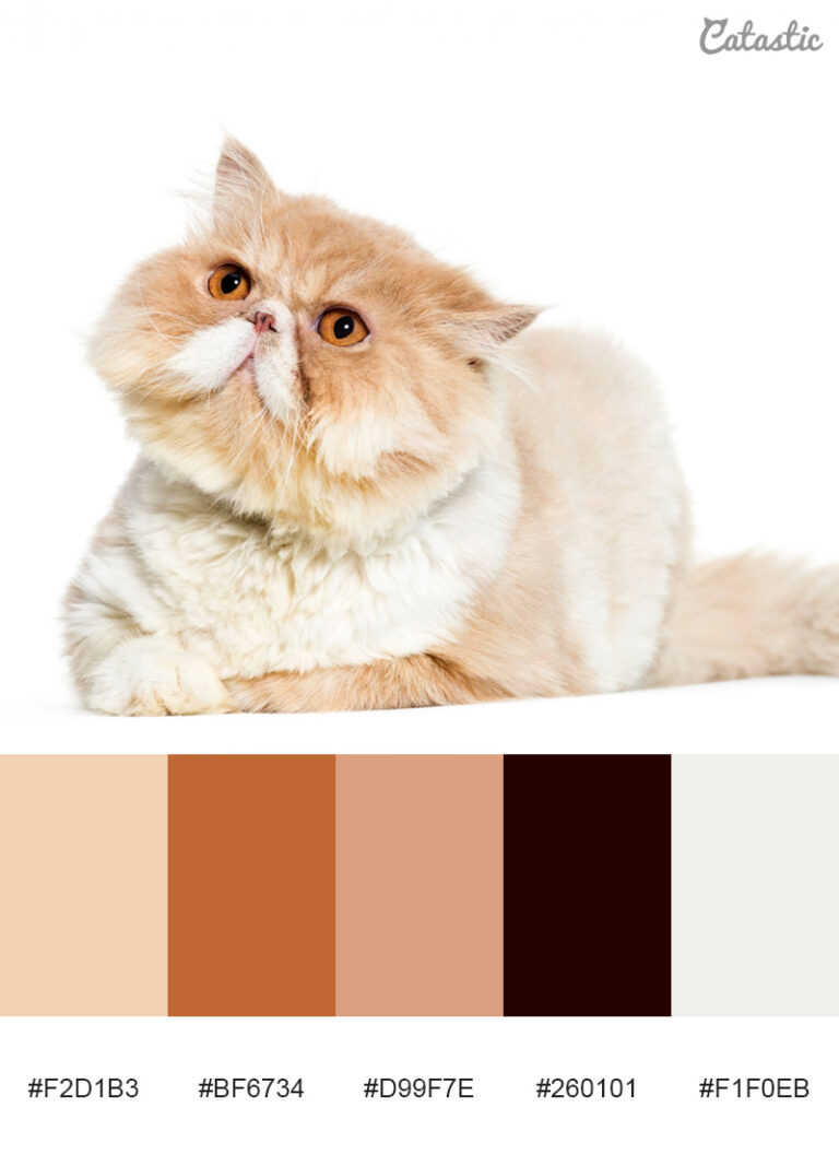 21 Cat-Inspired Color Palettes That You'll Love | Catastic