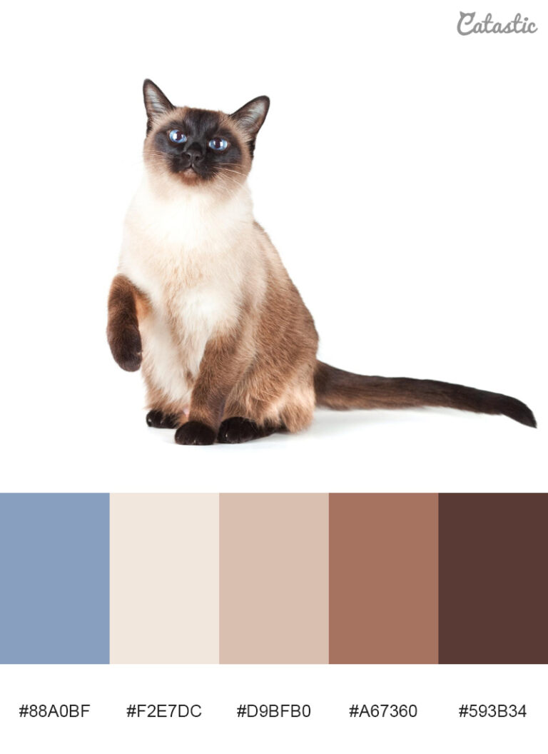 21 Cat-Inspired Color Palettes That You'll Love | Catastic