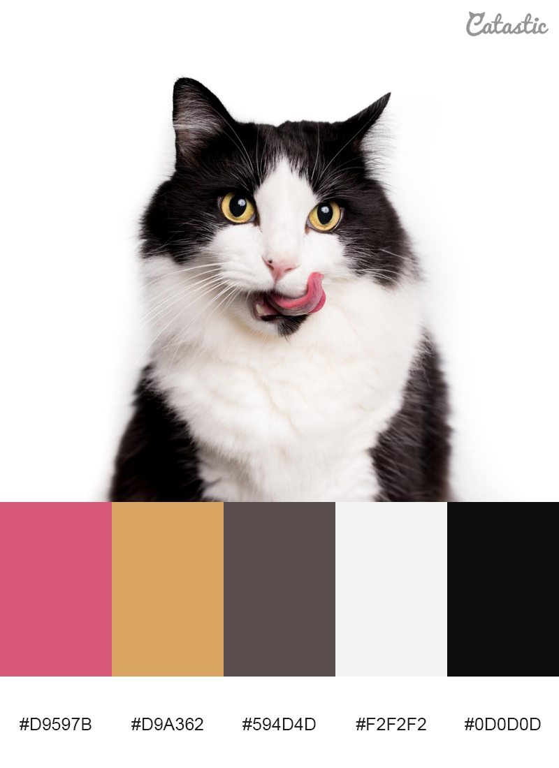 21 Cat-Inspired Color Palettes That You'll Love | Catastic