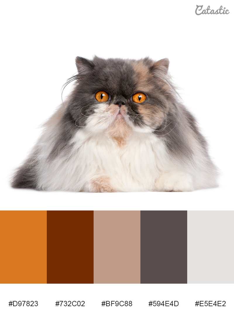 21 Cat-Inspired Color Palettes That You'll Love | Catastic