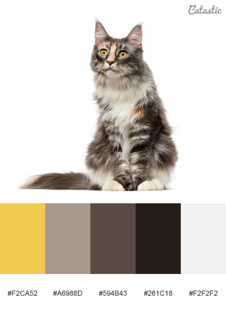 21 Cat-Inspired Color Palettes That You'll Love | Catastic