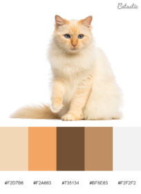 21 Cat-Inspired Color Palettes That You'll Love | Catastic