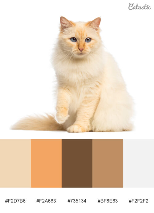 21 Cat-Inspired Color Palettes That You'll Love | Catastic