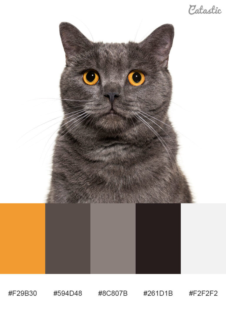21 Cat-Inspired Color Palettes That You'll Love | Catastic