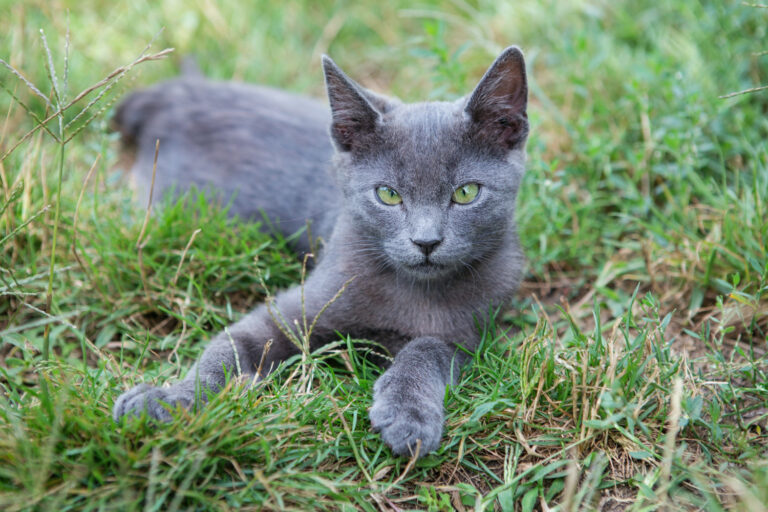 Russian Blue Personality - All You Need to Know | Catastic