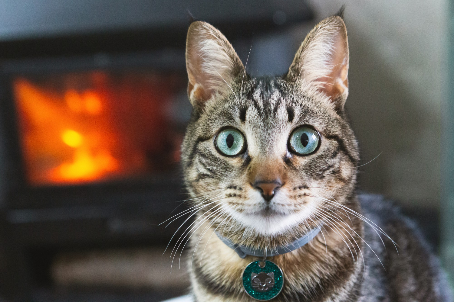 Modern Cat Breeds: The Newest Breeds and Their Characteristics | Catastic