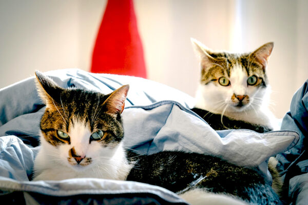 The Most Awesome Cat Blog on the Web | Catastic