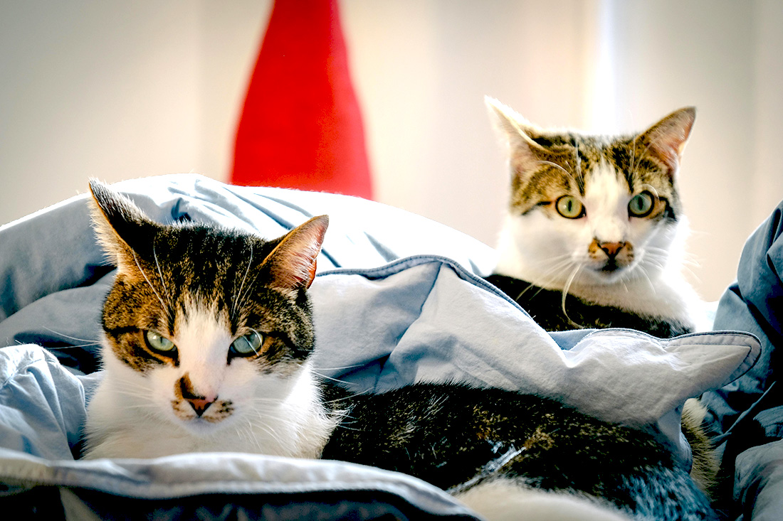 Step-by-Step Guide to Introducing a New Feline Companion to Your ...