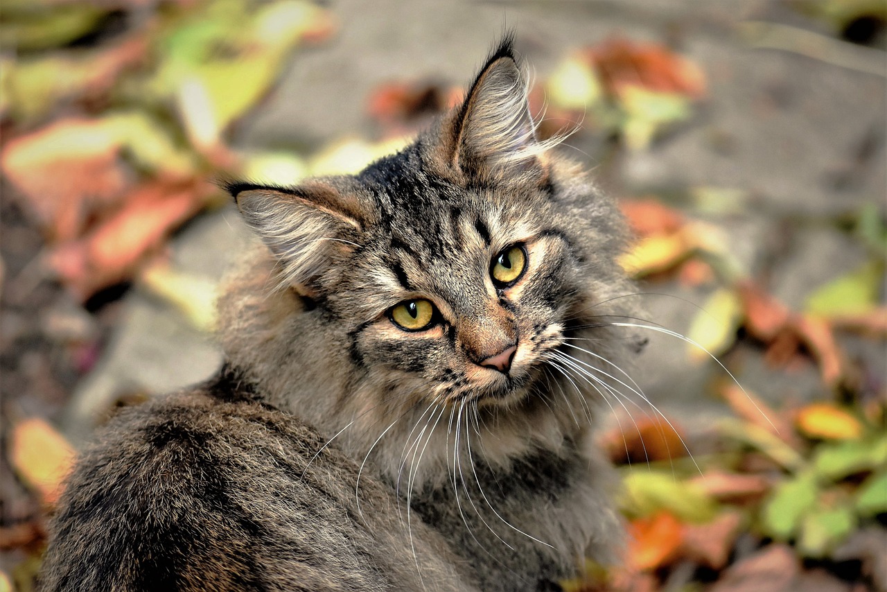 How to Care for an Elderly Cat: Veterinary Tips for a Healthy and Happy ...
