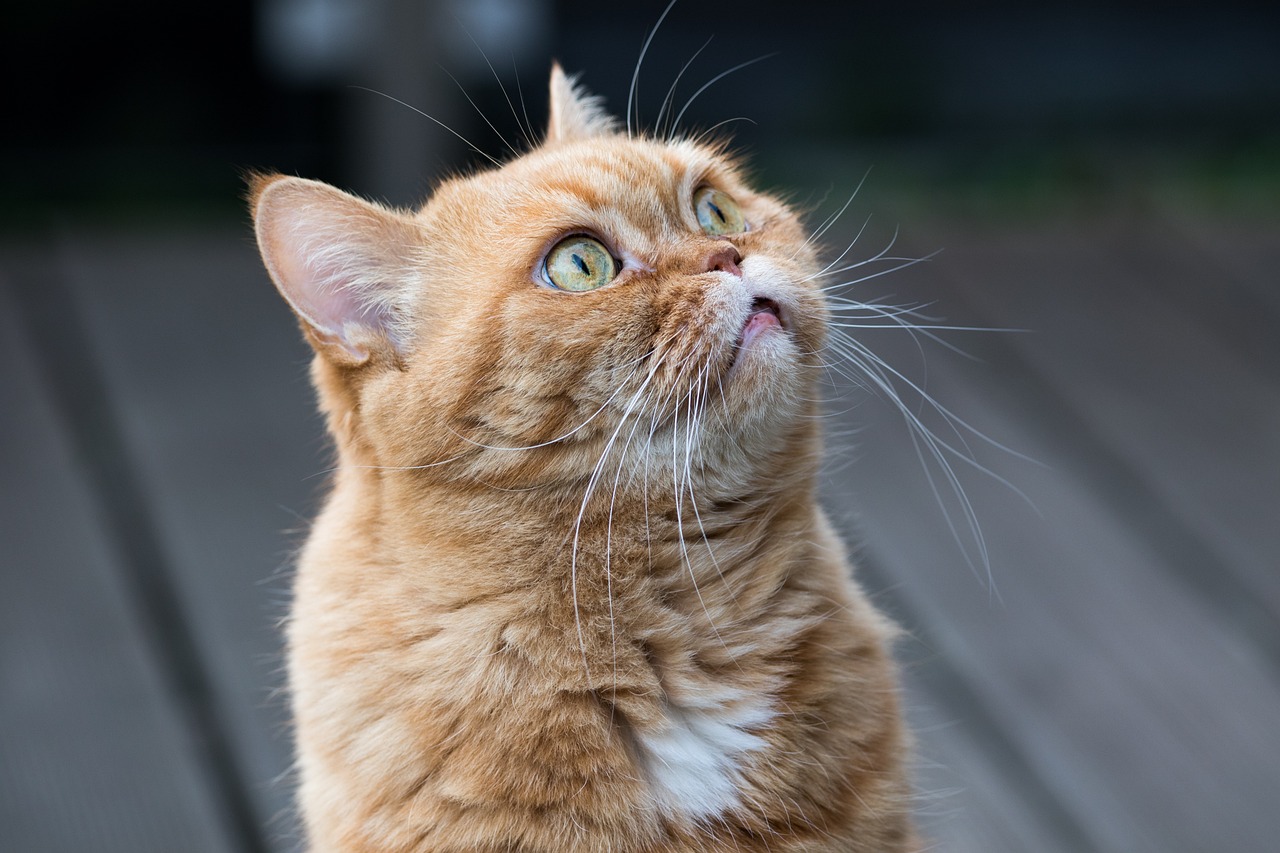 How to Care for an Elderly Cat: Veterinary Tips for a Healthy and Happy ...