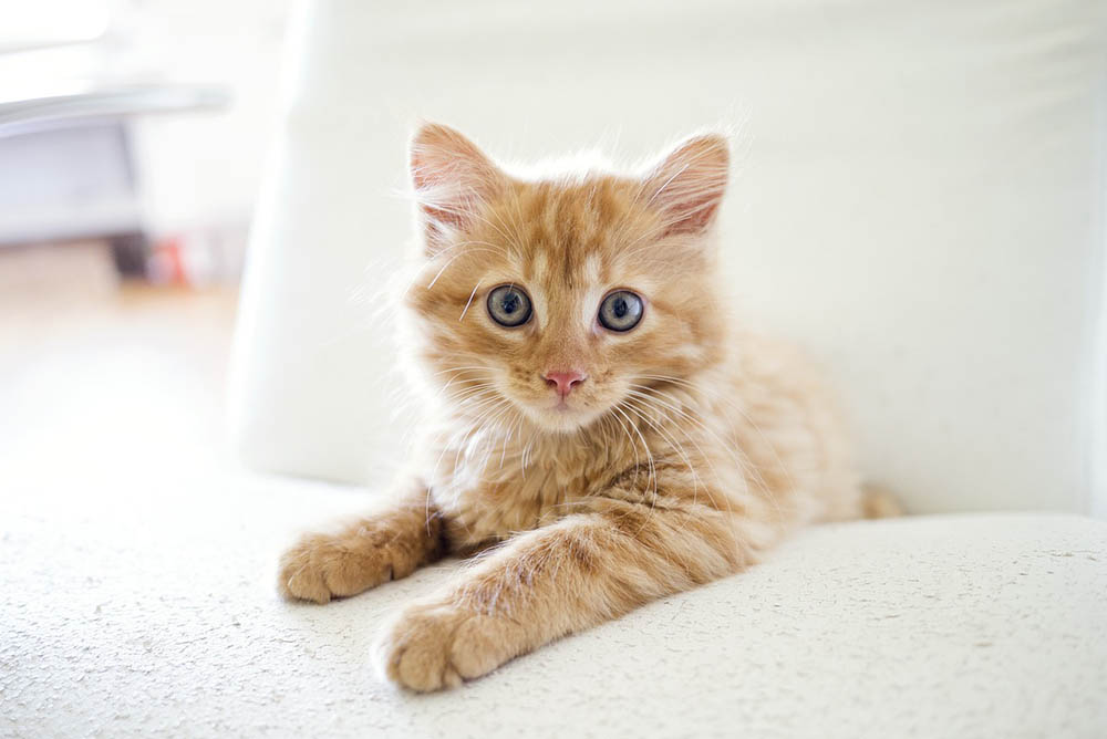 How to Introduce a New Cat to Your Home (Without the Stress) | Catastic
